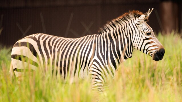 Disney's Animal Kingdom Villas – Kidani Village | Disney Vacation Club