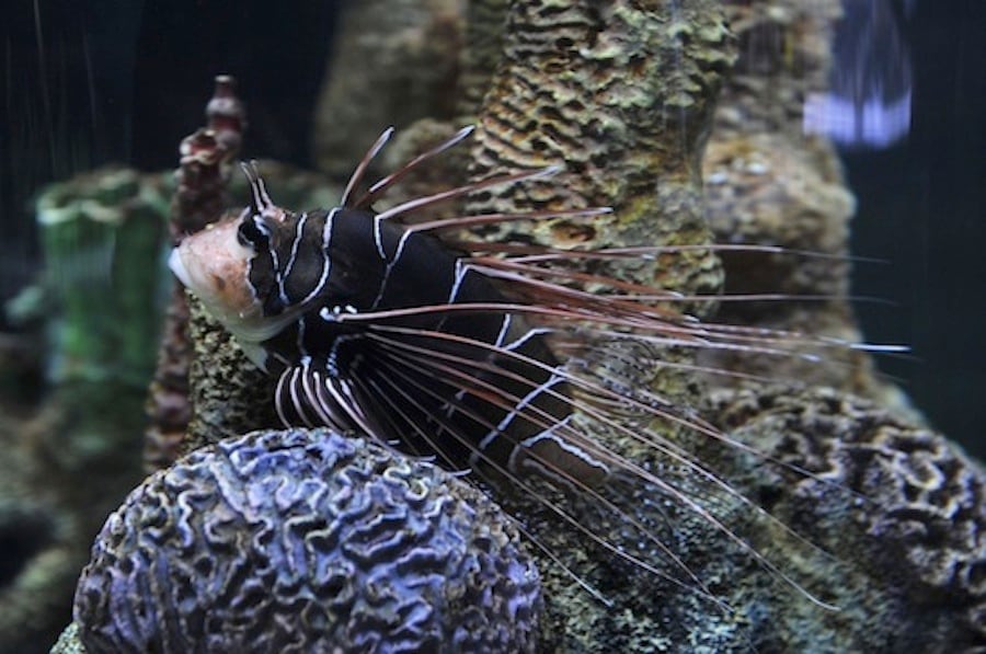 Discover Creatures of the Sea at the ‘Nemo Module’ at Epcot | Disney ...