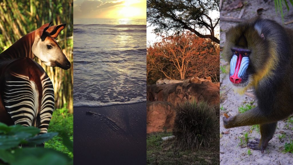 Wildlife Wednesday: Cast Members Share Beauty of Animals in Photo ...
