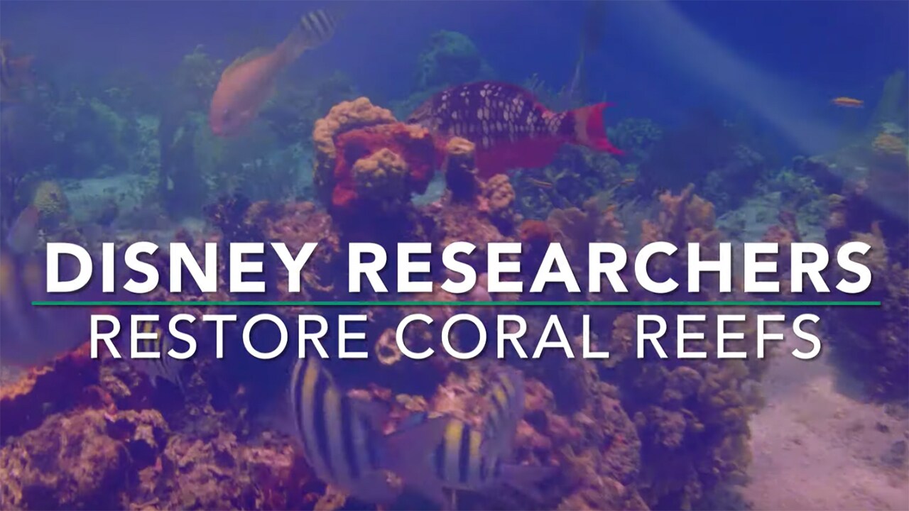 Disney Cruise Line Celebrates World Oceans Day | Disney Parks Blog