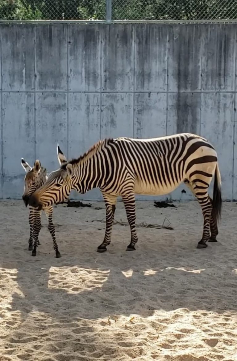 Disney’s Animal Kingdom Welcomes a Baby Zebra! | The Kingdom Insider