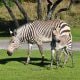Disney Shares New Video and Name of Recently Born Baby Zebra