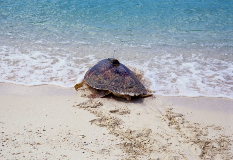 Disney Wishes You a Happy World Sea Turtle Day!