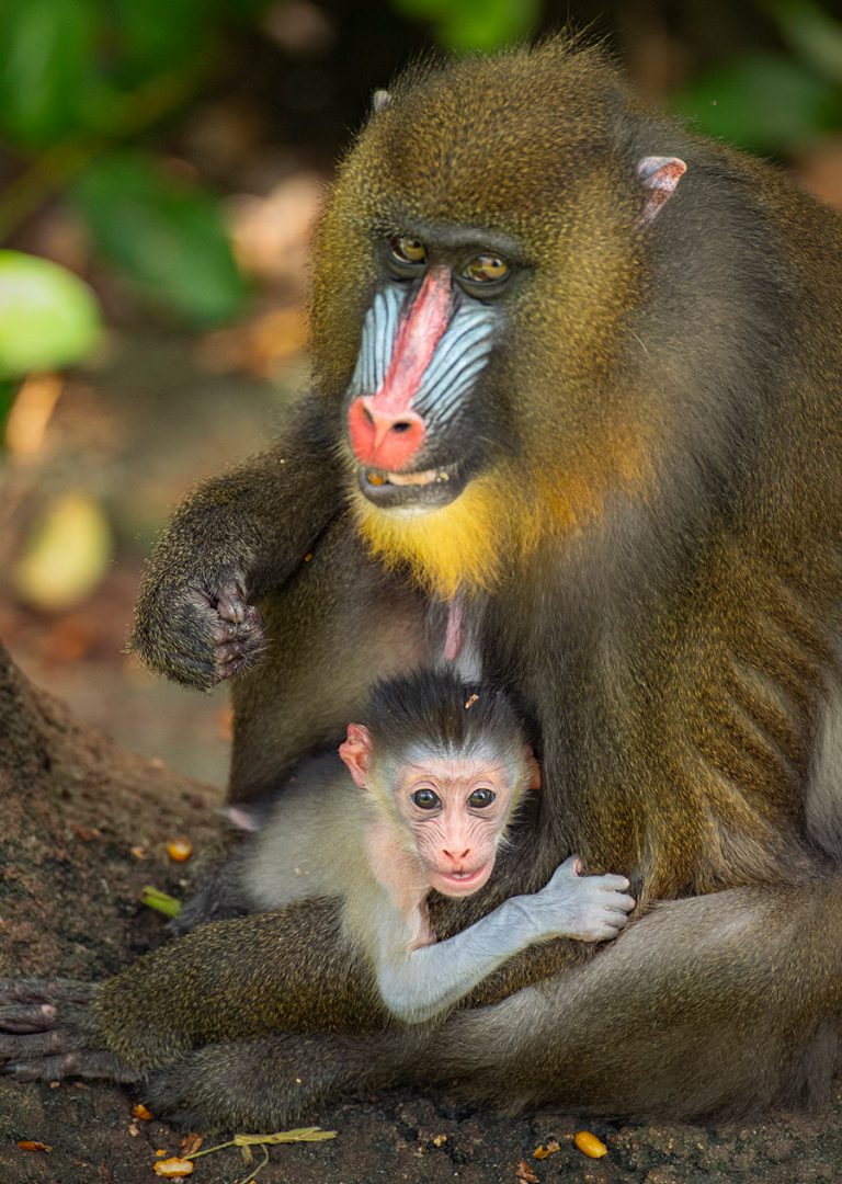 Wildlife Wednesday: Disney’s Animal Kingdom Welcomes a Baby Mandrill ...