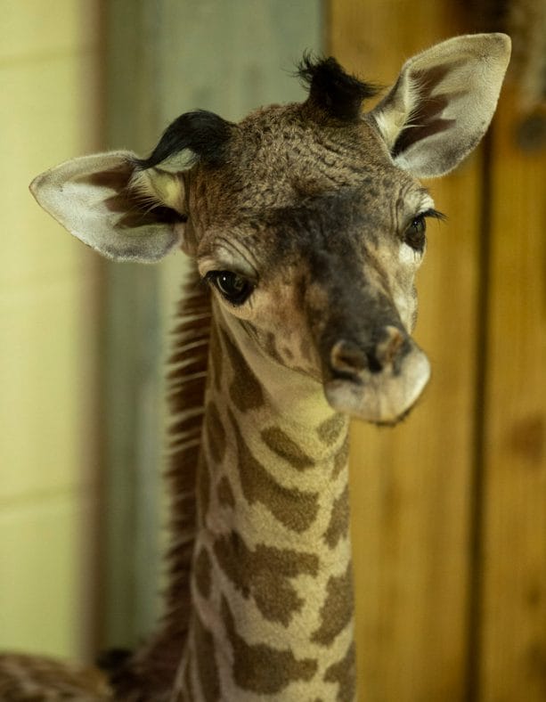 “Magic of Disney’s Animal Kingdom” Premiere Day Sees Special Giraffe ...