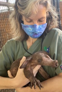 A is for Aardvark: Meet the Cutest New Arrival at Disney's Animal Kingdom!