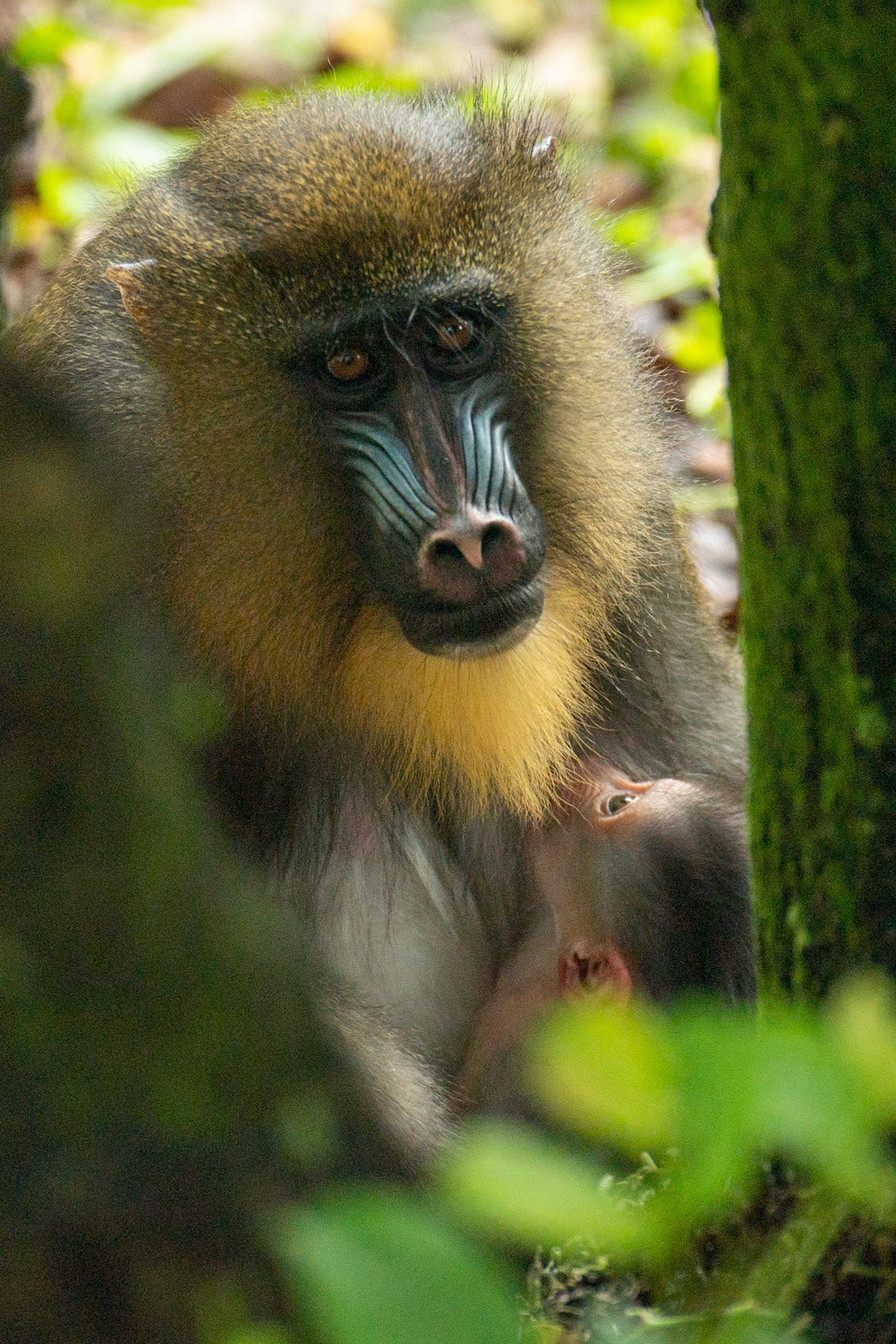 Disney’s Animal Kingdom Welcomes Baby Mandrill – It’s a Girl! | The ...