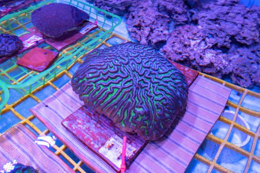 Rescue Under the Sea: Disney Helps Save Florida’s Coral Reefs | The ...