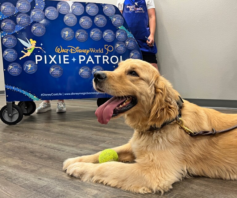 Disney Security Cast and K9 Friends Receive ‘Paw’some Presents | Disney ...