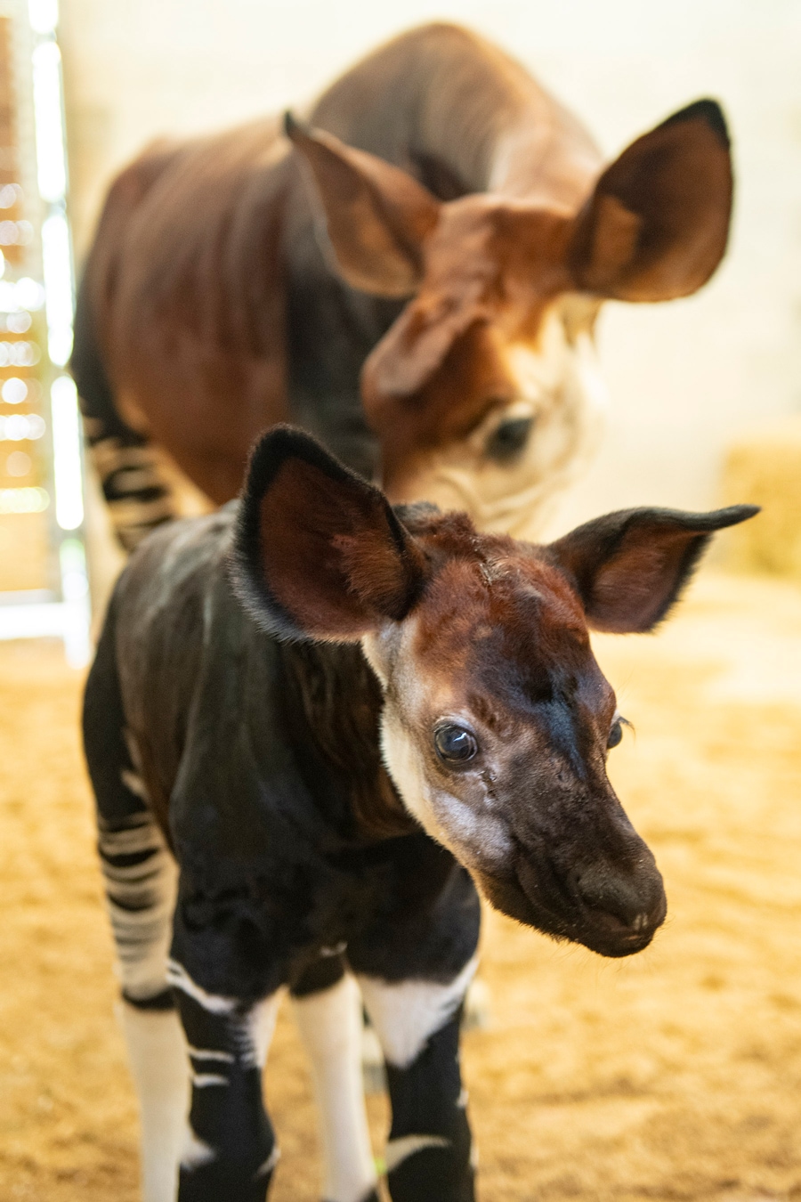 Baby Okapi Born at Disney's Animal Kingdom Lodge