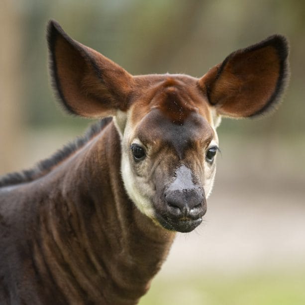 Beni the Okapi Makes First Appearance on Disney’s Animal Kingdom Lodge ...