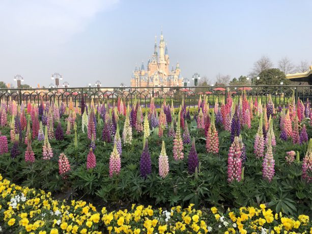 Take a Look at Springtime in the Shanghai Disneyland Resort