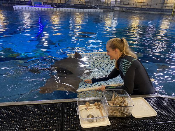 Diving Behind the Scenes of Animal Care with a Disney World Aquarist ...