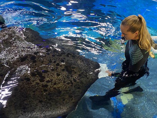 Diving Behind the Scenes of Animal Care with a Disney World Aquarist ...