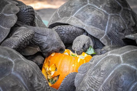 Galápagos Tortoises Celebrate Pumpkin Day at Animal Kingdom | The Main ...