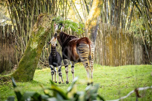 Baby Okapi Debuts at Disney’s Animal Kingdom | The Main Street Mouse