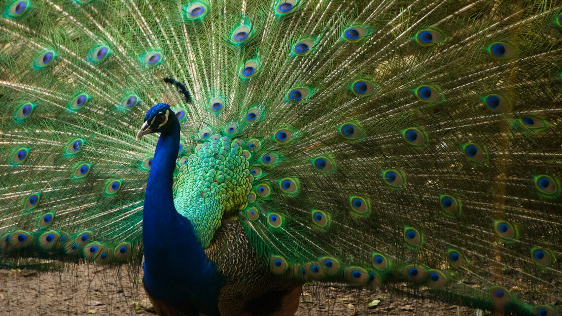 Barbados Green Monkey Island Adventure | Disney Cruise Line