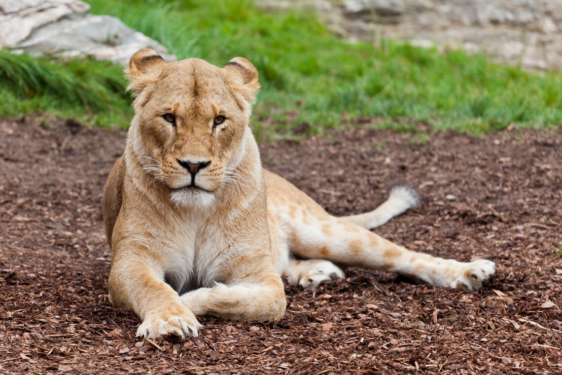 Full Day at Dyreparken Zoo | Disney Cruise Line