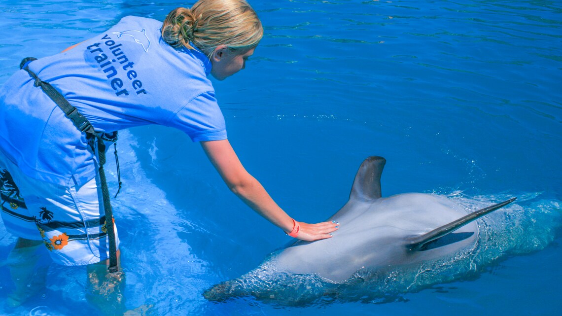 Puerto Vallarta’s Dolphin Trainer for a Day | Disney Cruise Line