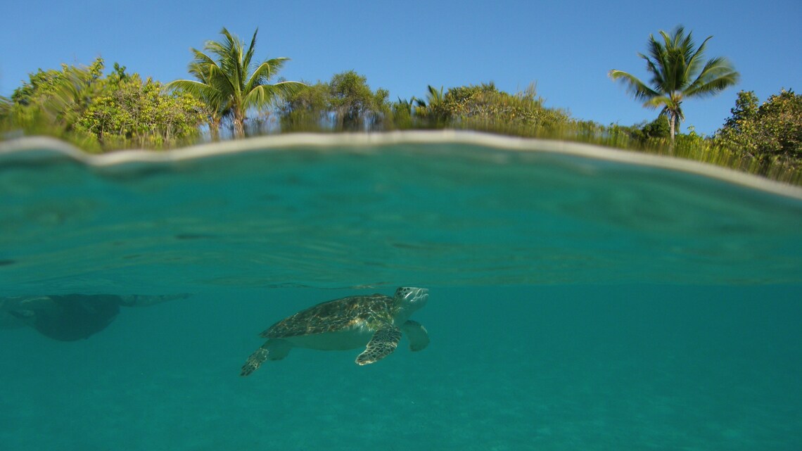 Castaway Catamaran Sail & Snorkel to Shipwreck Cove | Disney Cruise Line