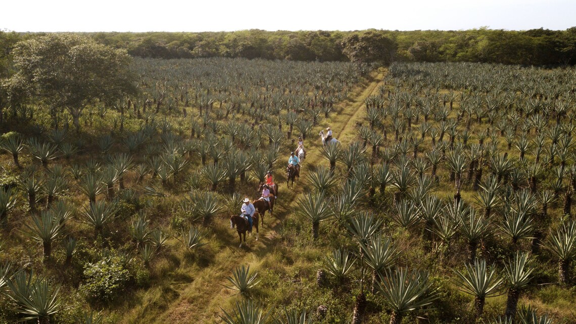 Horseback Riding in Sisal Plantations - Progreso, Mexico | Disney ...
