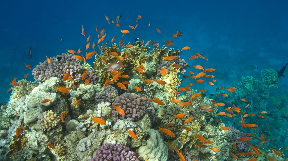 Guided Snorkel Excursion at Disney Lookout Cay | Port Adventures ...
