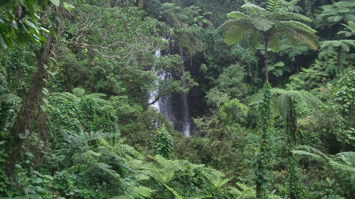 Longboat Cruise to Magic Waterfall, Fiji | Disney Cruise Line