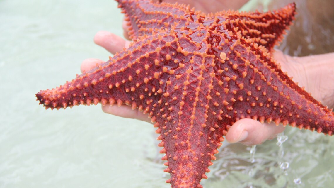 Trip to Stingray City & Starfish Beach | Disney Cruise Line Port ...