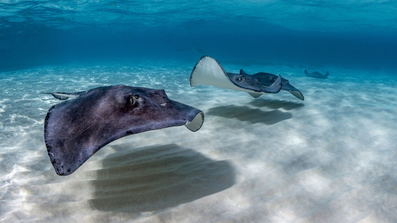 stingrays swimming