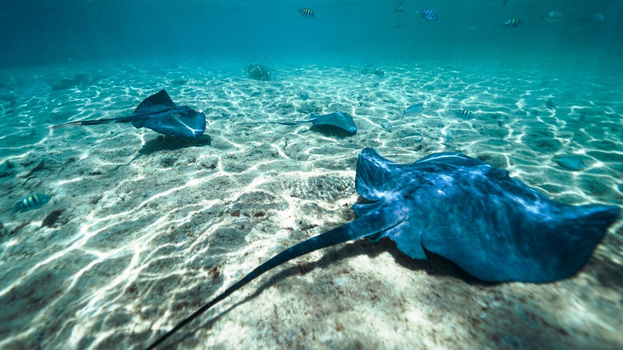 stingrays swimming
