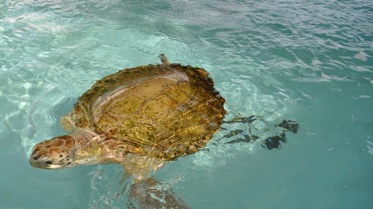 Bermuda Aquarium Museum & Zoo Behind the Scenes Tour | Disney Cruise Line