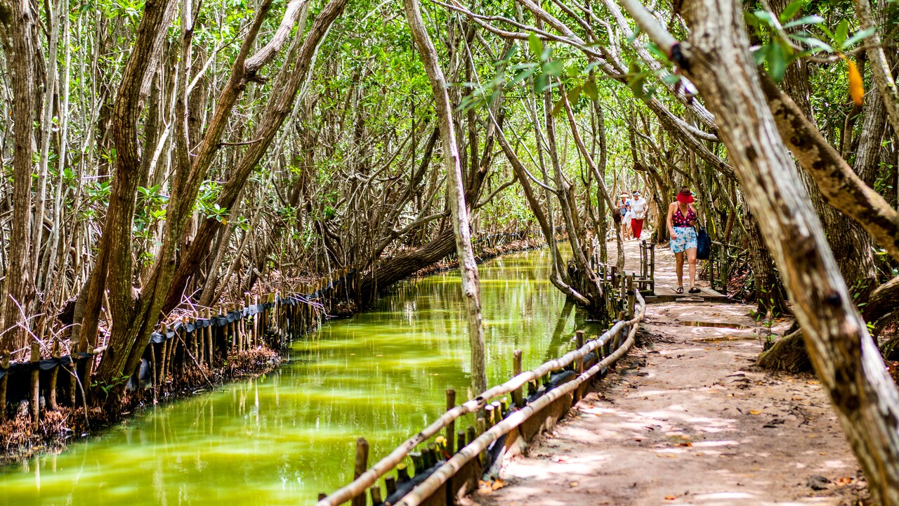 River Wildlife, Mayan Ruins and Beach with Buffet Lunch | Disney Cruise ...