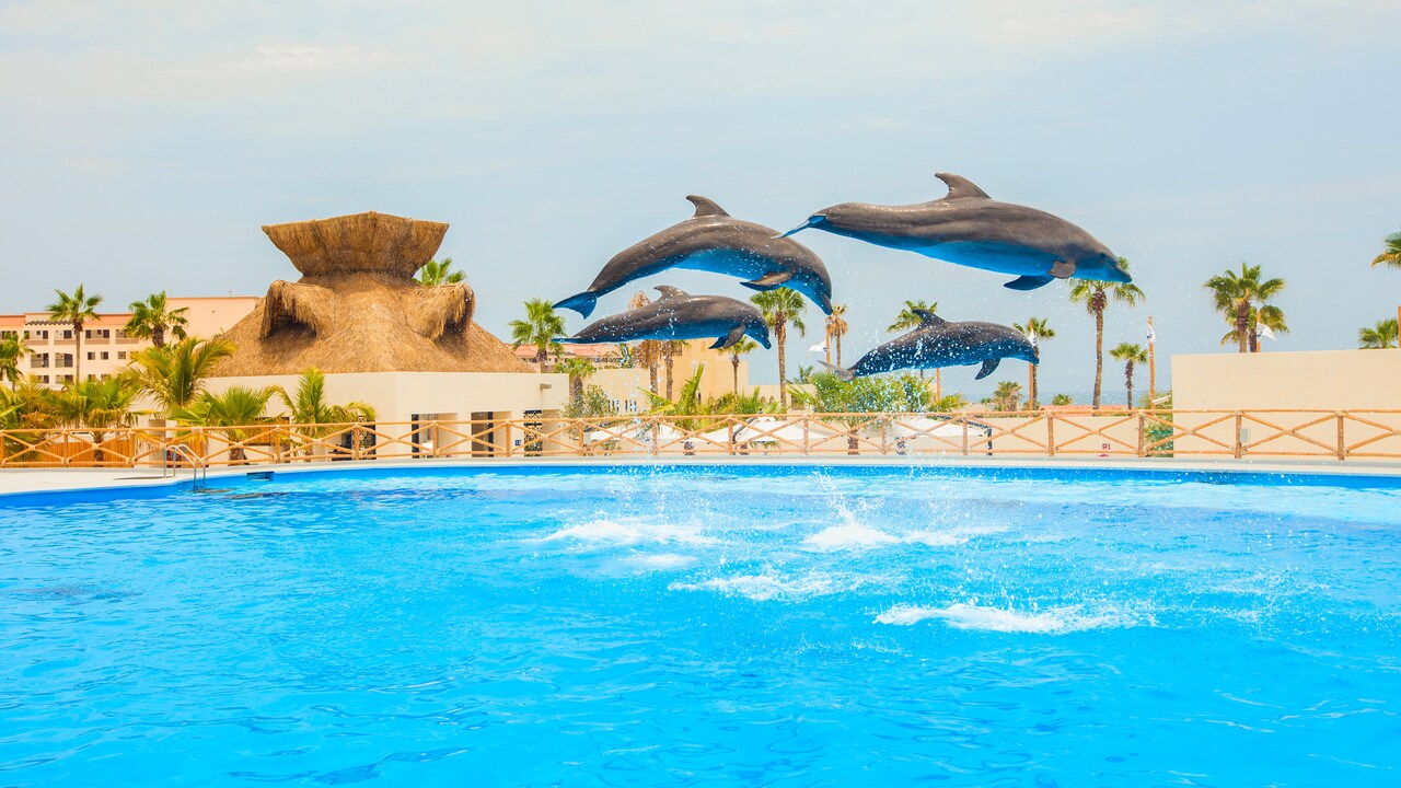 Cabo San Lucas Dolphin Encounter | Disney Cruise Line