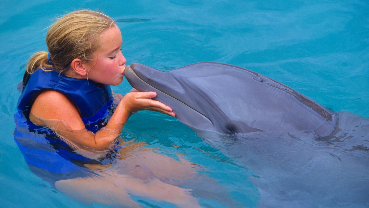 Bermuda Dolphin Quest Interactive Adventure | Disney Cruise Line