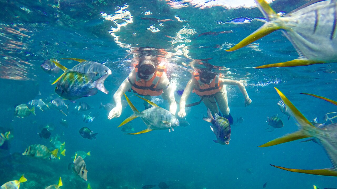 Los Cabos Snorkeling Tour | Port Adventures | Disney Cruise Line