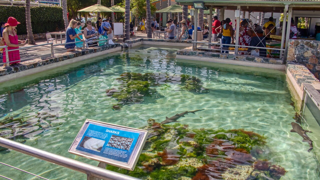 Coral World Ocean Park St. Thomas | Port Adventures | Disney Cruise Line