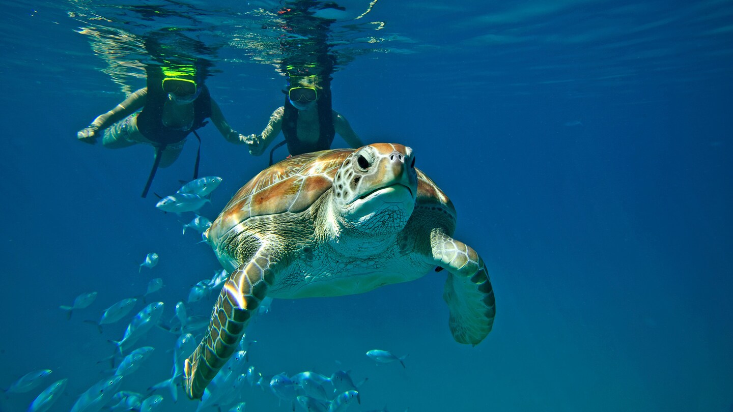 Barbados Catamaran and Turtle Encounter | Disney Cruise Line