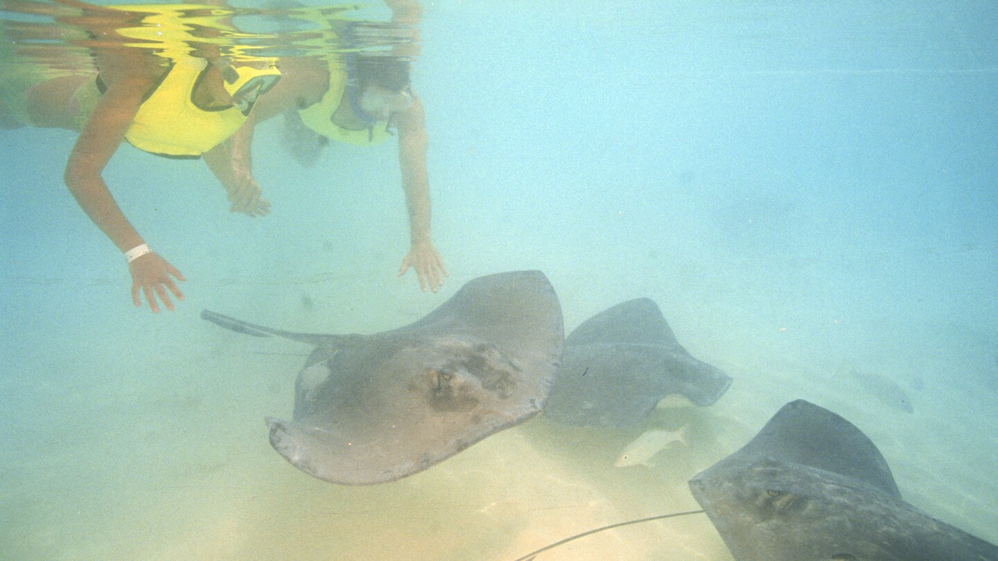 Castaway Cay's Stingray Adventure | Disney Cruise Line