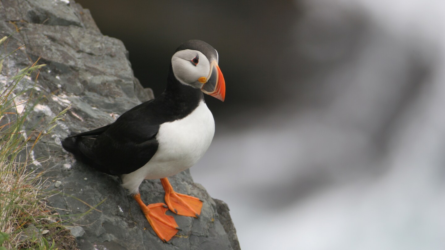 Puffin Watching Adventure | St. John's, Newfoundland Port Adventures ...