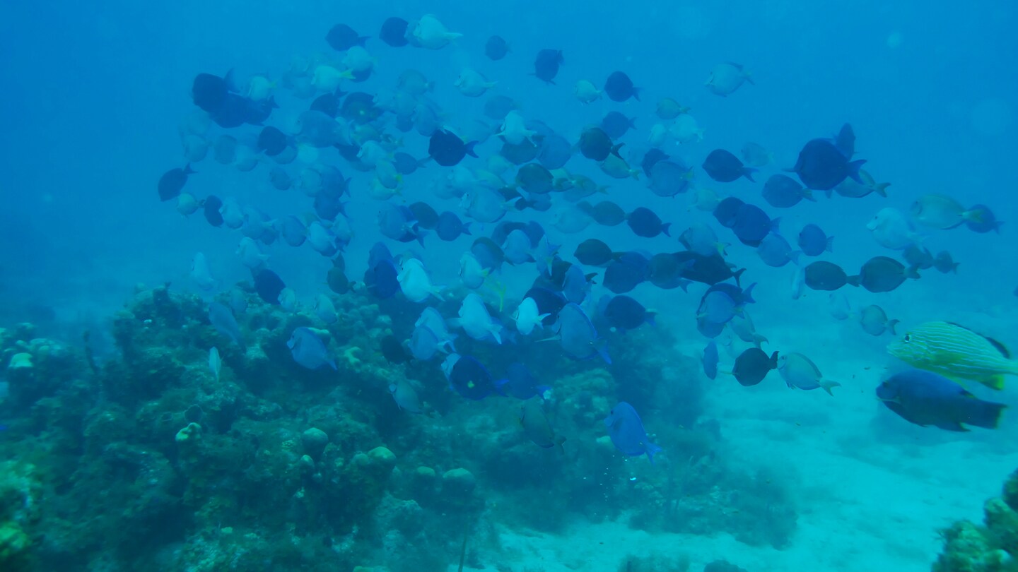 Learn to Scuba Dive in St. Thomas | Disney Cruise Line