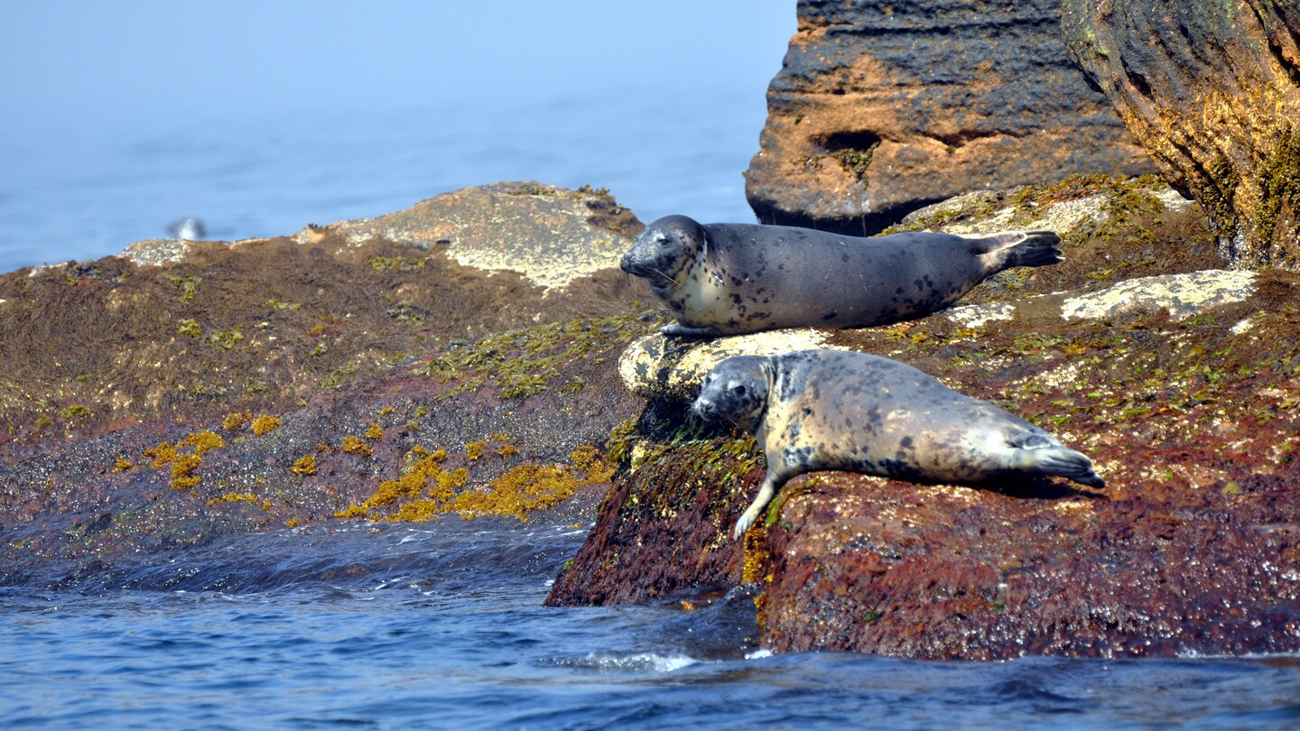Puffin Tour by Boat | Disney Cruise Line