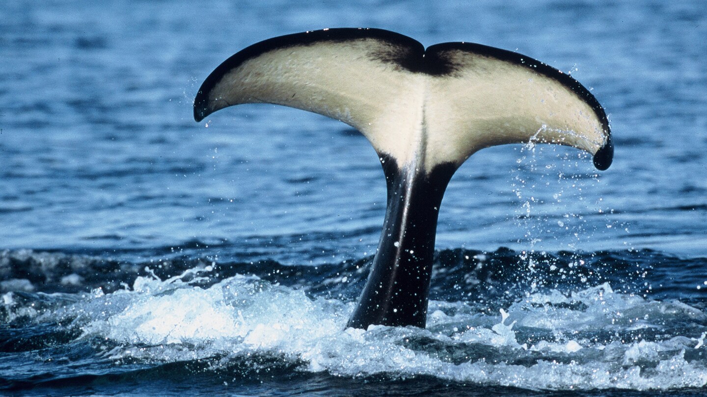 Victoria Orca & Ocean Wildlife Adventure | Disney Cruise Line