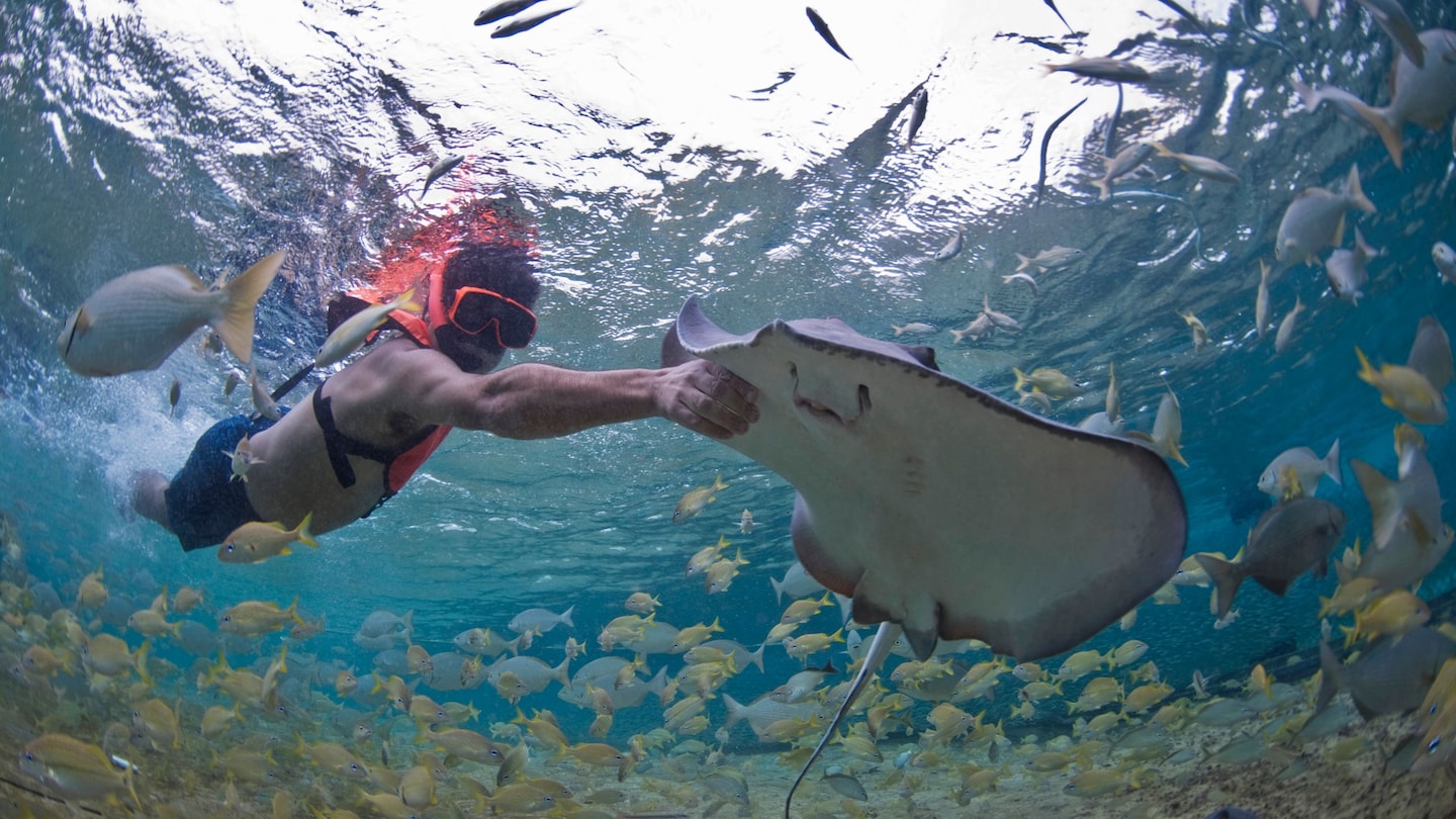 Cozumel Catamaran Adventure & BBQ Lunch | Disney Cruise Line