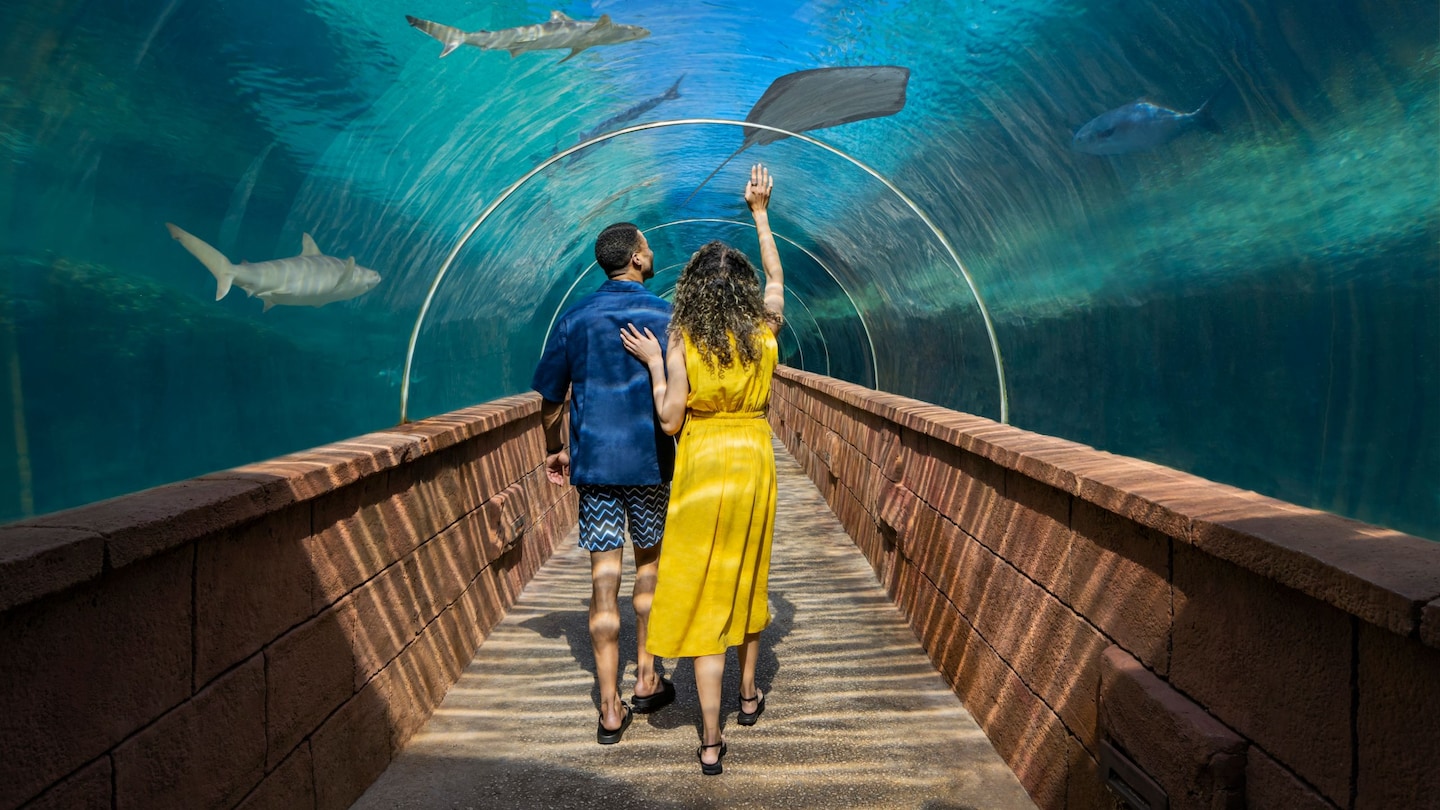 Swim with Dolphins at Atlantis Bahamas | Port Adventures | Disney ...