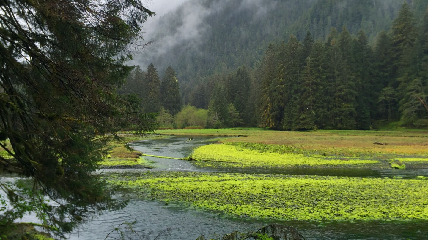 Alaska Bears & Silver Bay Homestead Experience | Disney Cruise Line