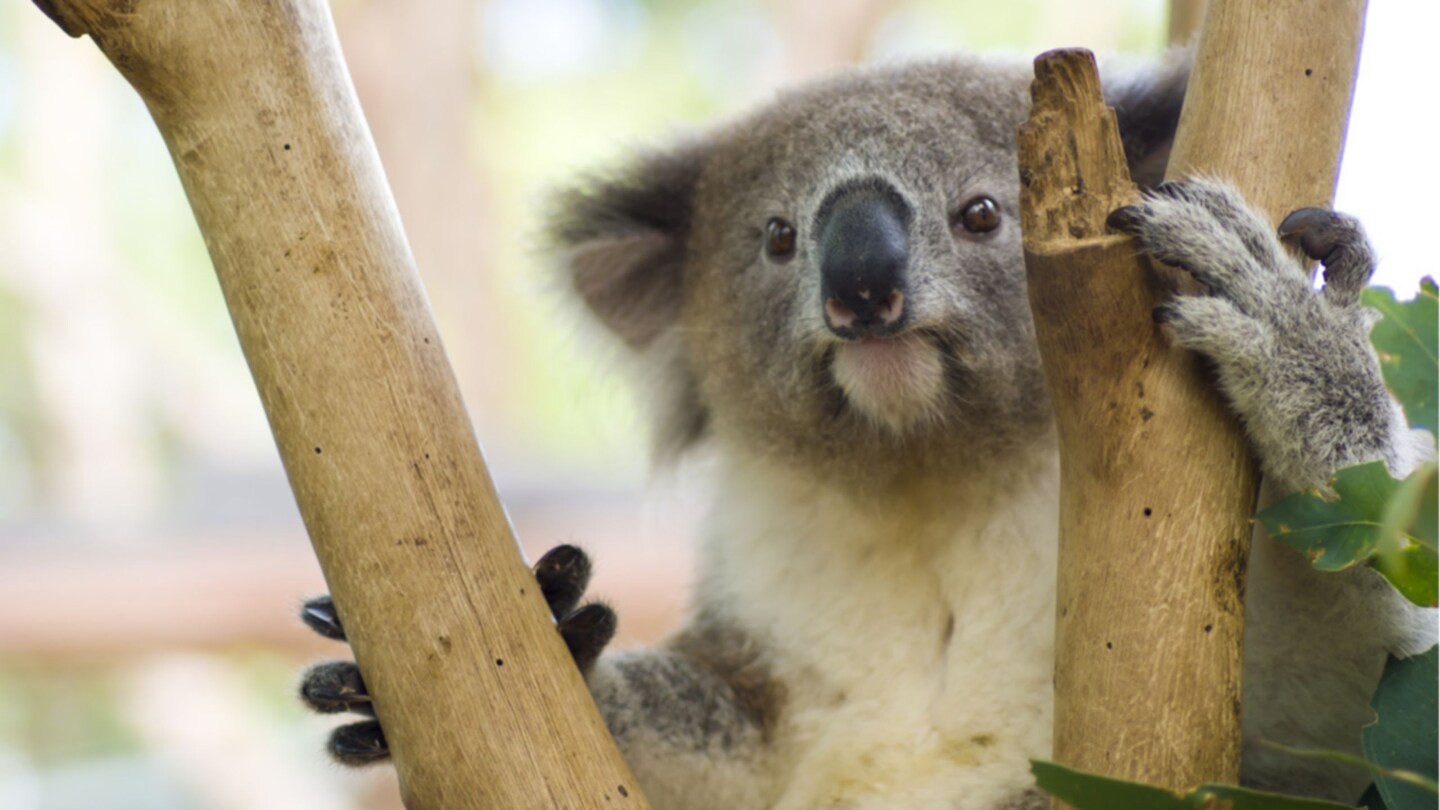 Taronga Zoo Sydney Guided Tour | Port Adventures | Disney Cruise Line