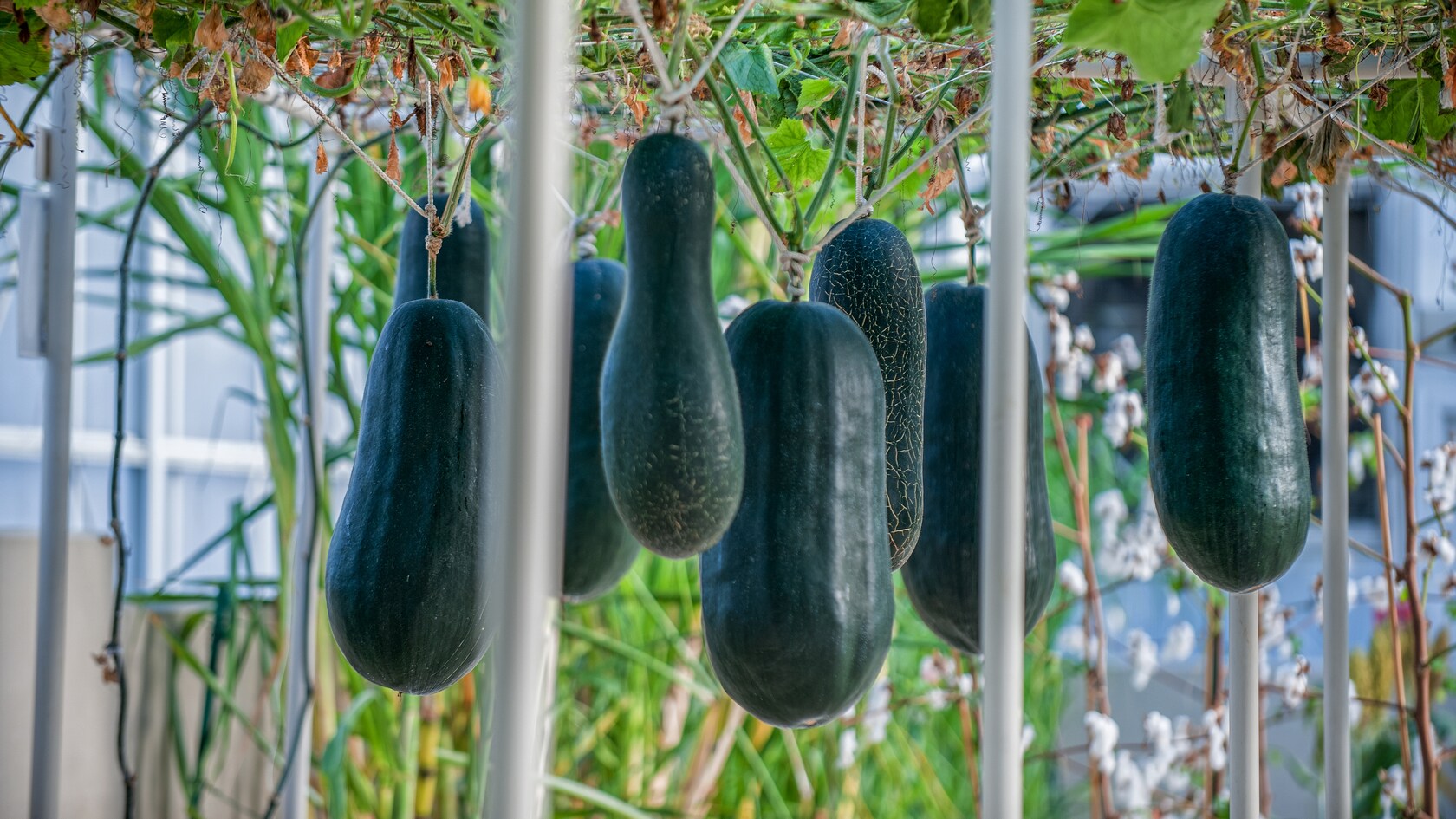 Living with the Land | EPCOT Attractions | Walt Disney World Resort