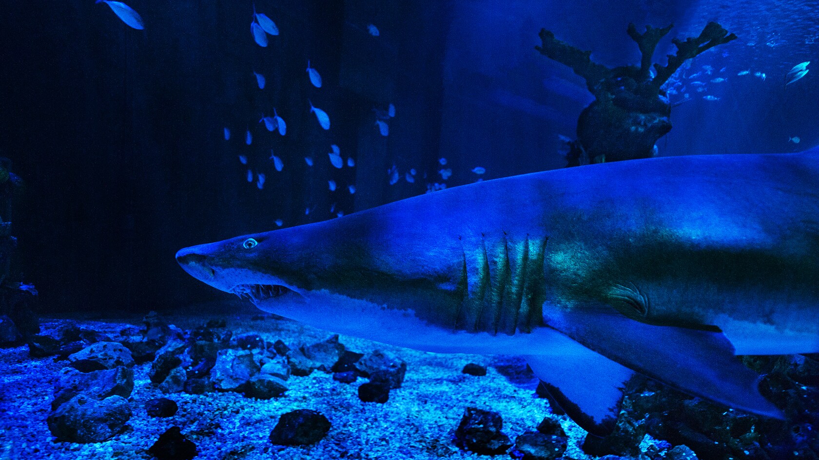 The Seas with Nemo & Friends | Epcot Attractions | Walt Disney World Resort