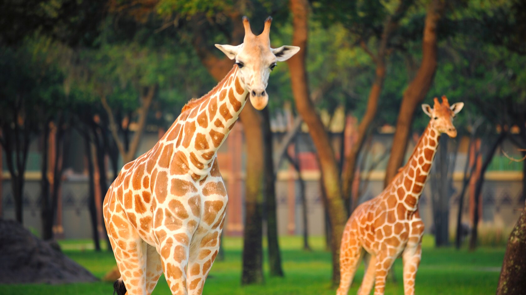 Jirafas | Animales de Disney | Walt Disney World Resort