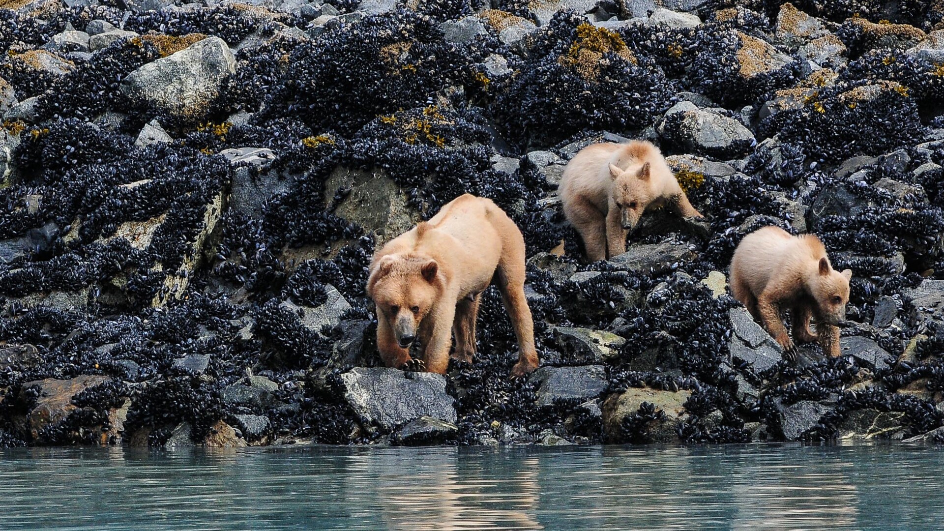 Sitka Wildlife Quest & Fin Island Lodge Feast | Disney Cruise Line